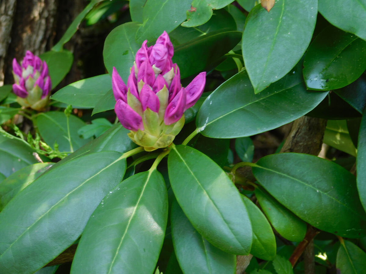 Rhodies: Rhododendrons can grow quite large, and they add a great ...