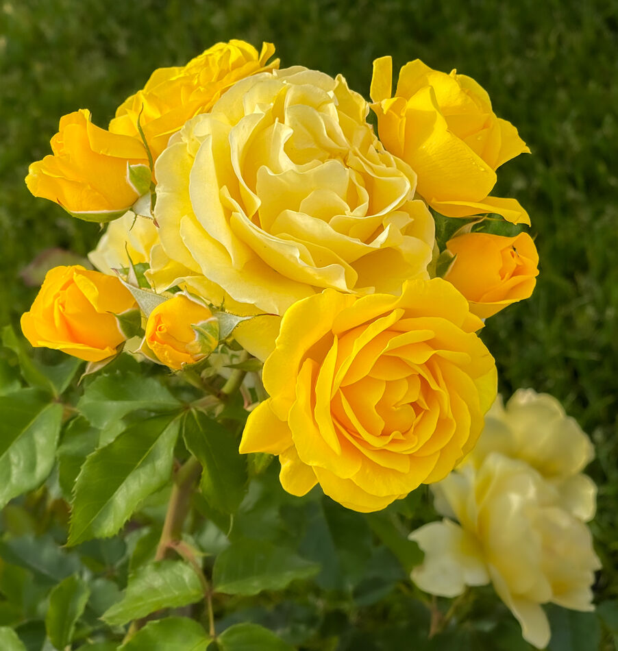 Roses and other things: My walk on Monday started with some roses, but ...