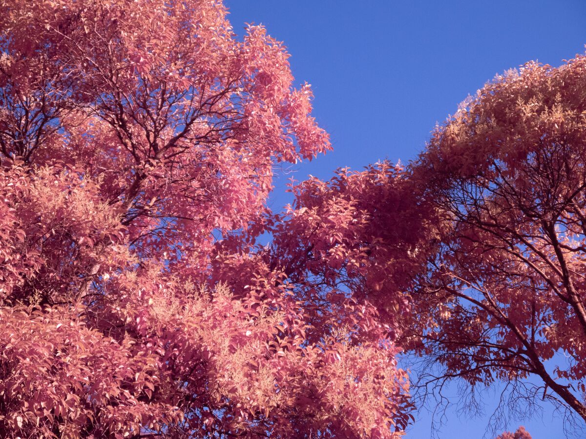 CandyPink using a standard blue filter with a full spectrum camera ...