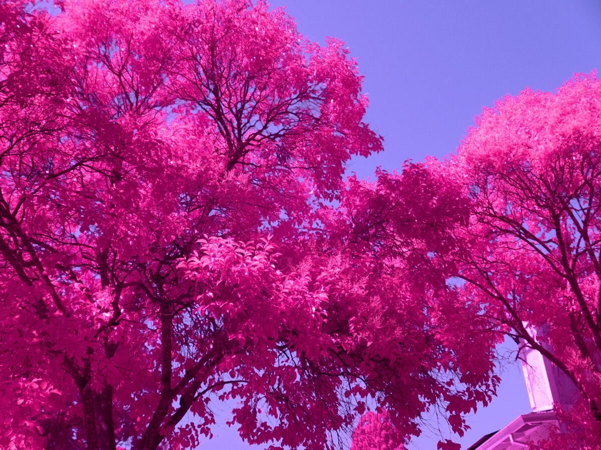 CandyPink using a standard blue filter with a full spectrum camera ...