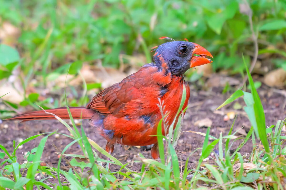 Molting Cardinal: Saw this guy in the backyard yesterday. Speculation ...