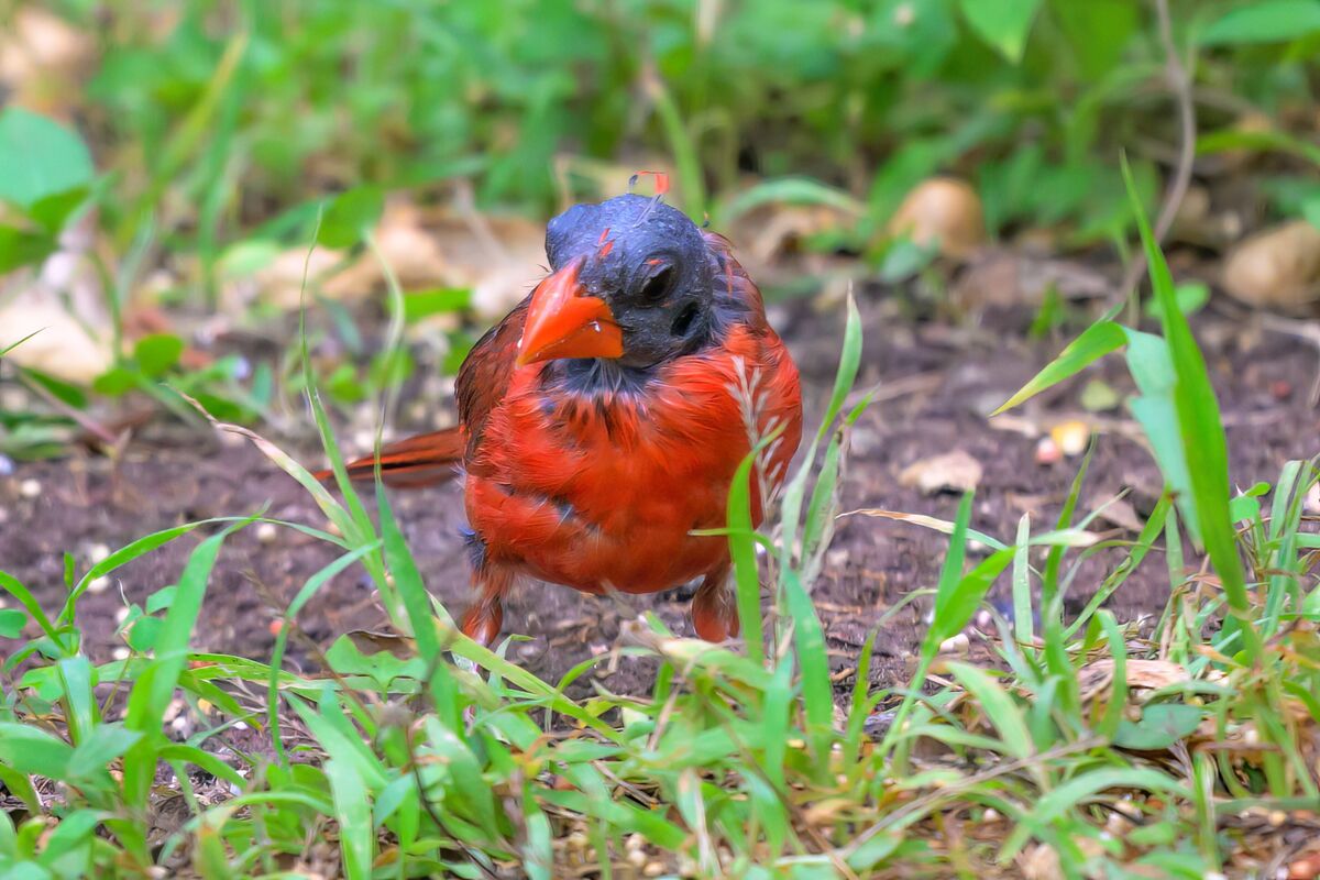 Molting Cardinal: Saw this guy in the backyard yesterday. Speculation ...