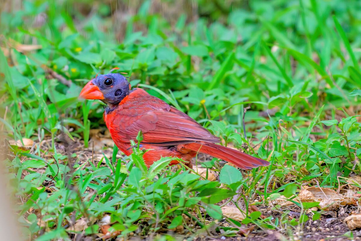 Molting Cardinal: Saw this guy in the backyard yesterday. Speculation ...