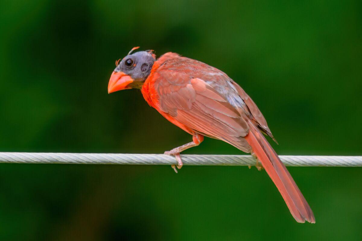 Molting Cardinal: Saw this guy in the backyard yesterday. Speculation ...