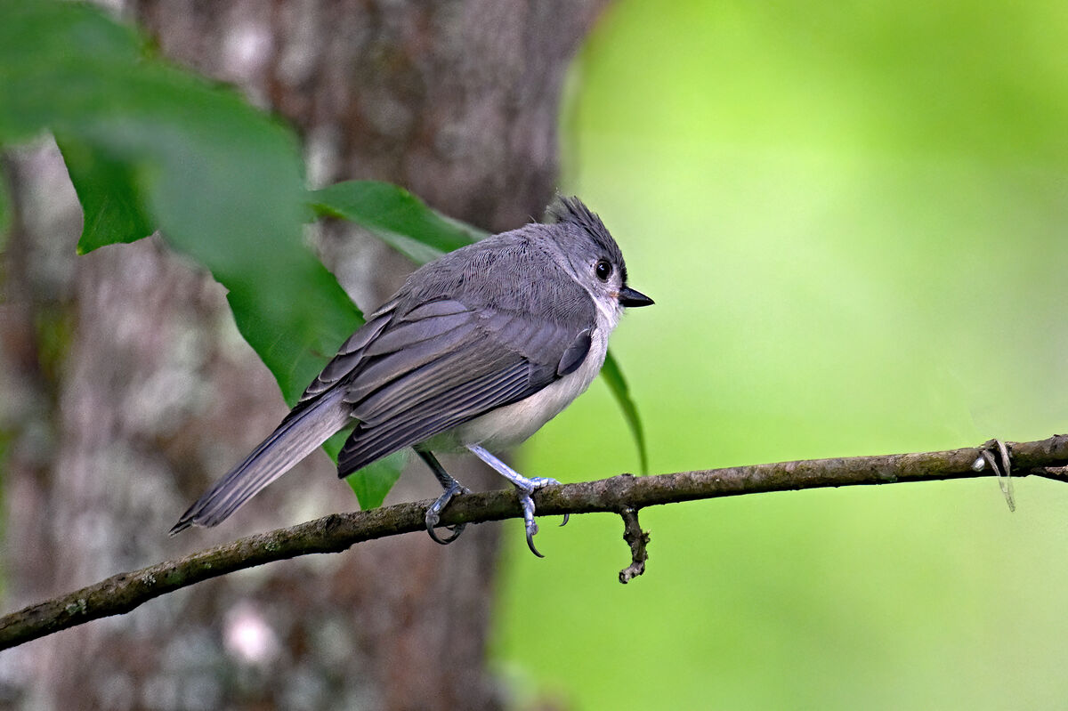 Tufted titmouse: Bynum bridge, Pittsboro, NC. Early June, 2024 ...