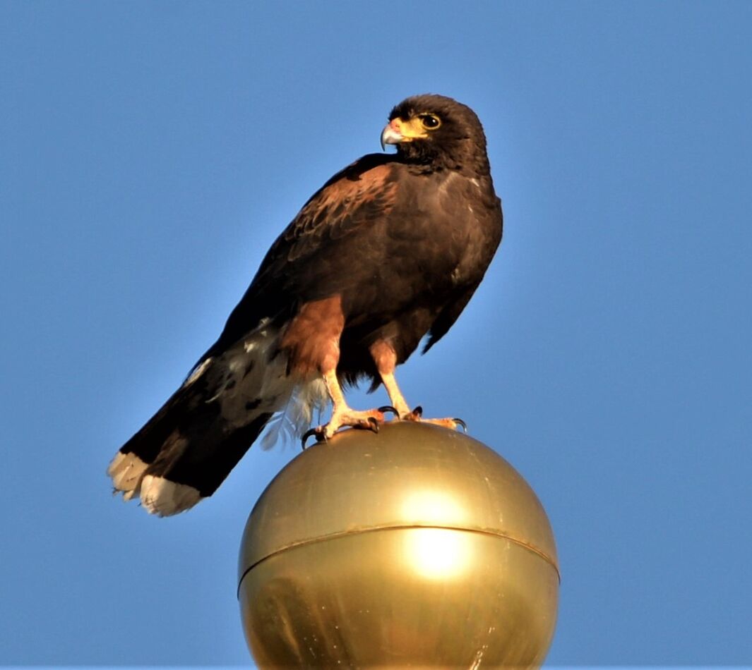 Harris Hawk: Just checking things out.