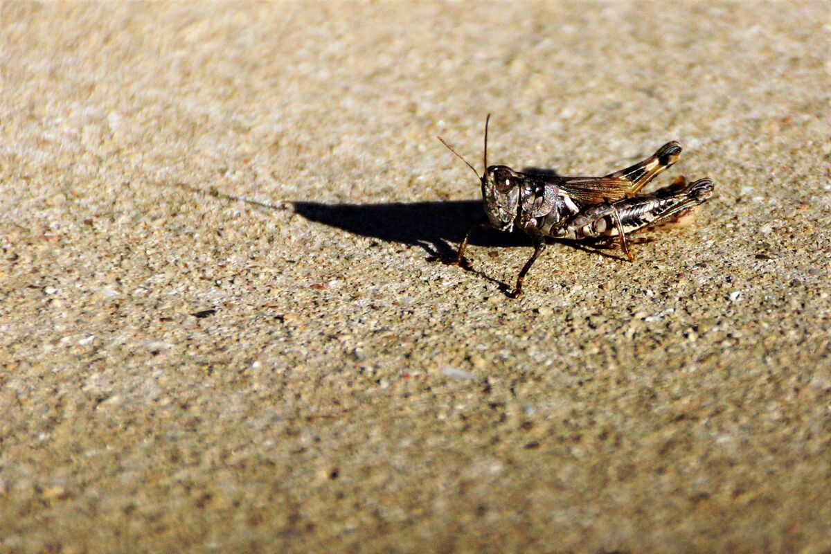 Little Critters: A few insects from around the area.