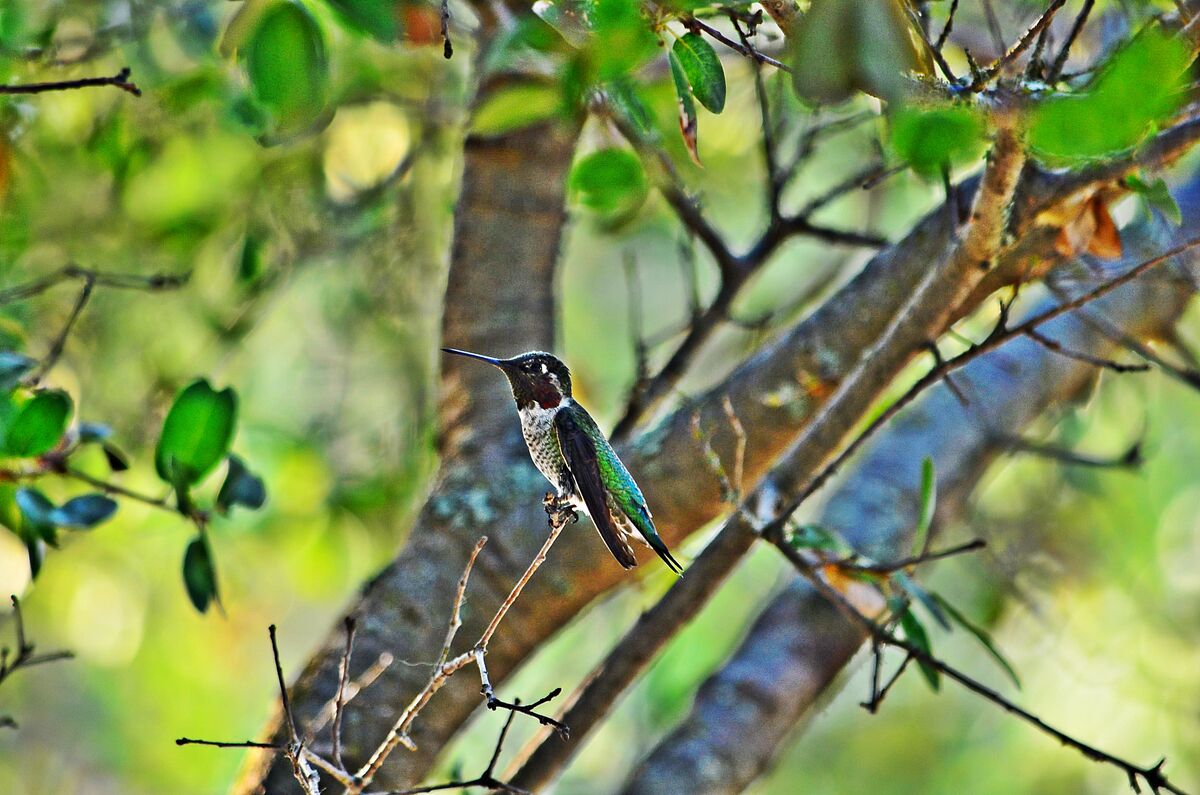 Mr. Hummer "Posing": He was sitting still~~After a Short Drink...