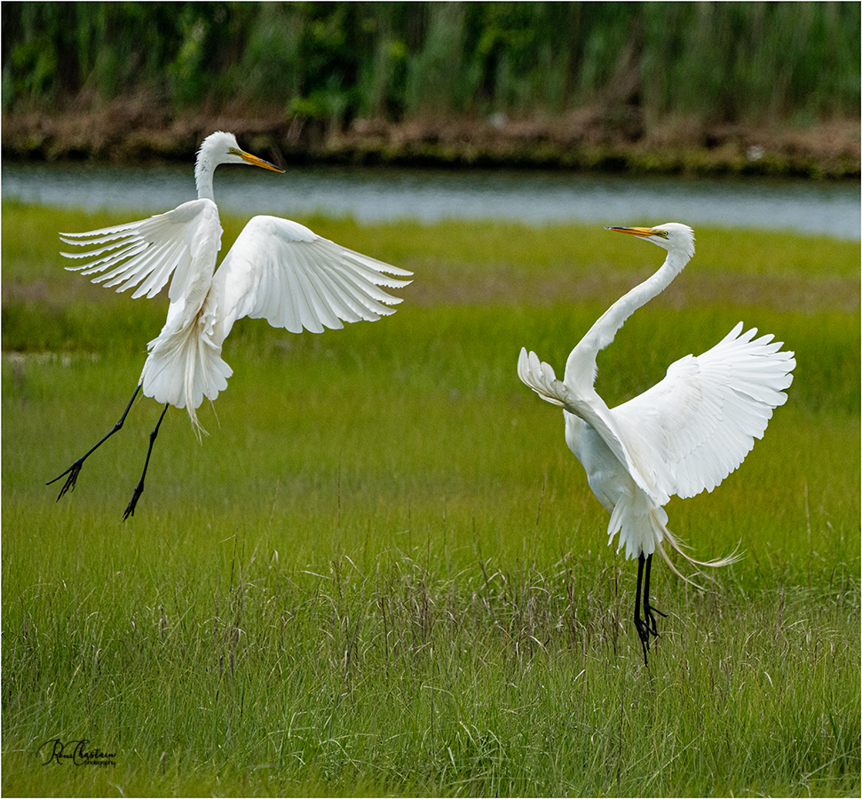 Dancing Egrets: I was amazing to see these 2 egrets dancing together.