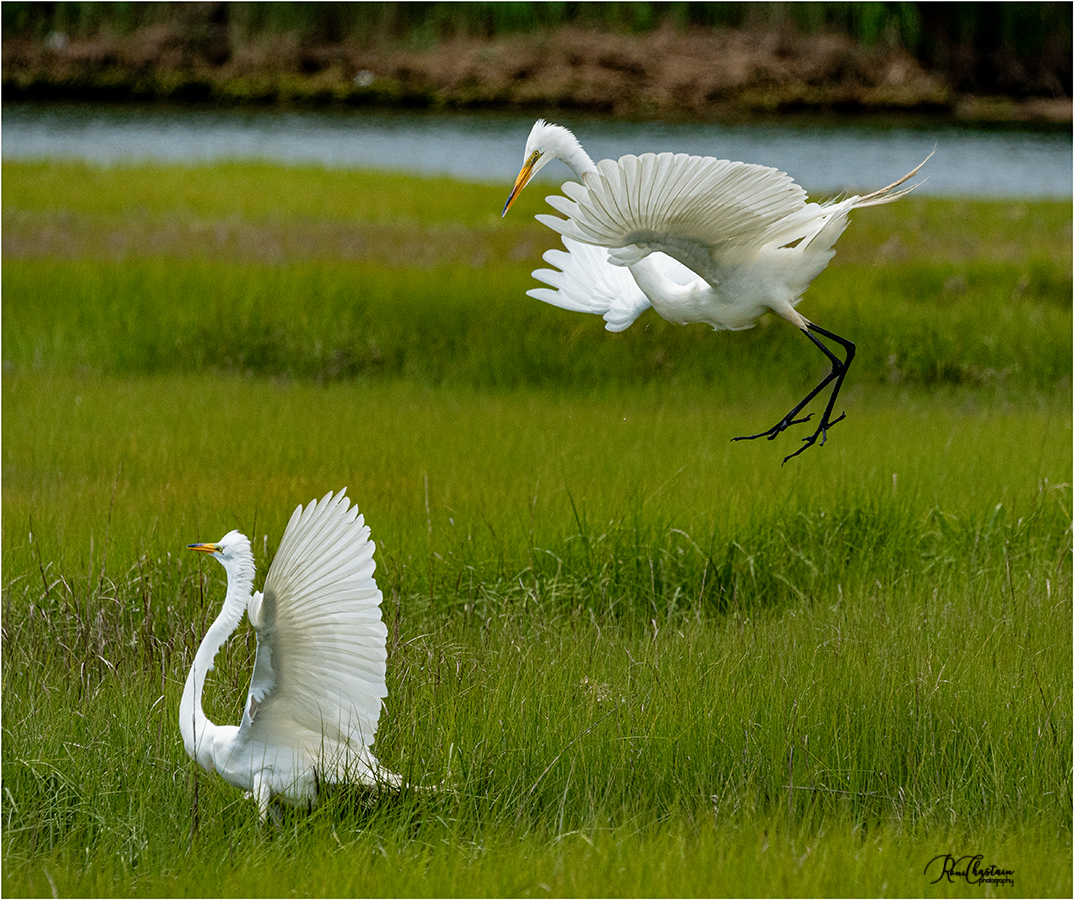 Dancing Egrets: I was amazing to see these 2 egrets dancing together.