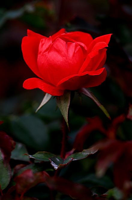 "Rosa chinensis Jacq. Bengal Rose.": Lens: Canon EF-S 55-250mm, IS, STM ...