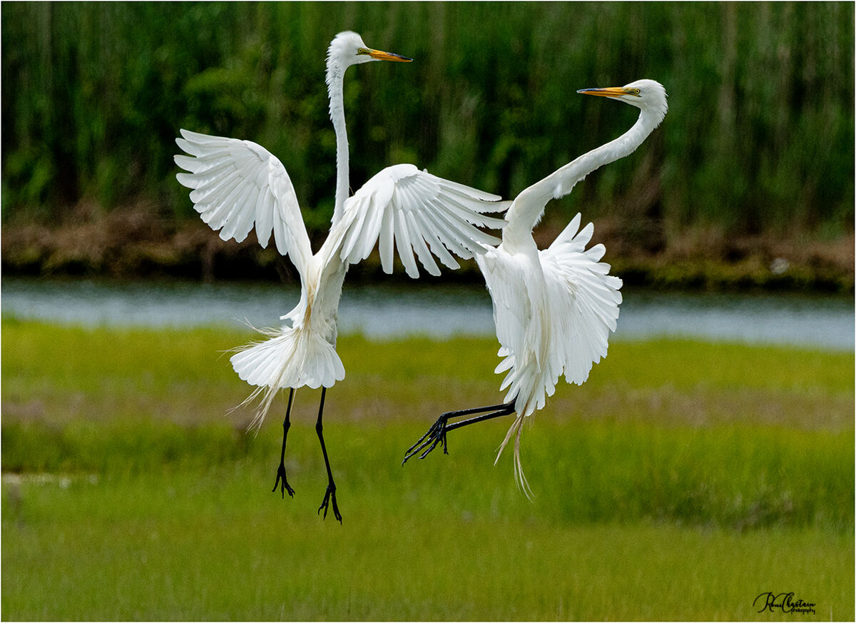 Dancing Egrets: I was amazing to see these 2 egrets dancing together.