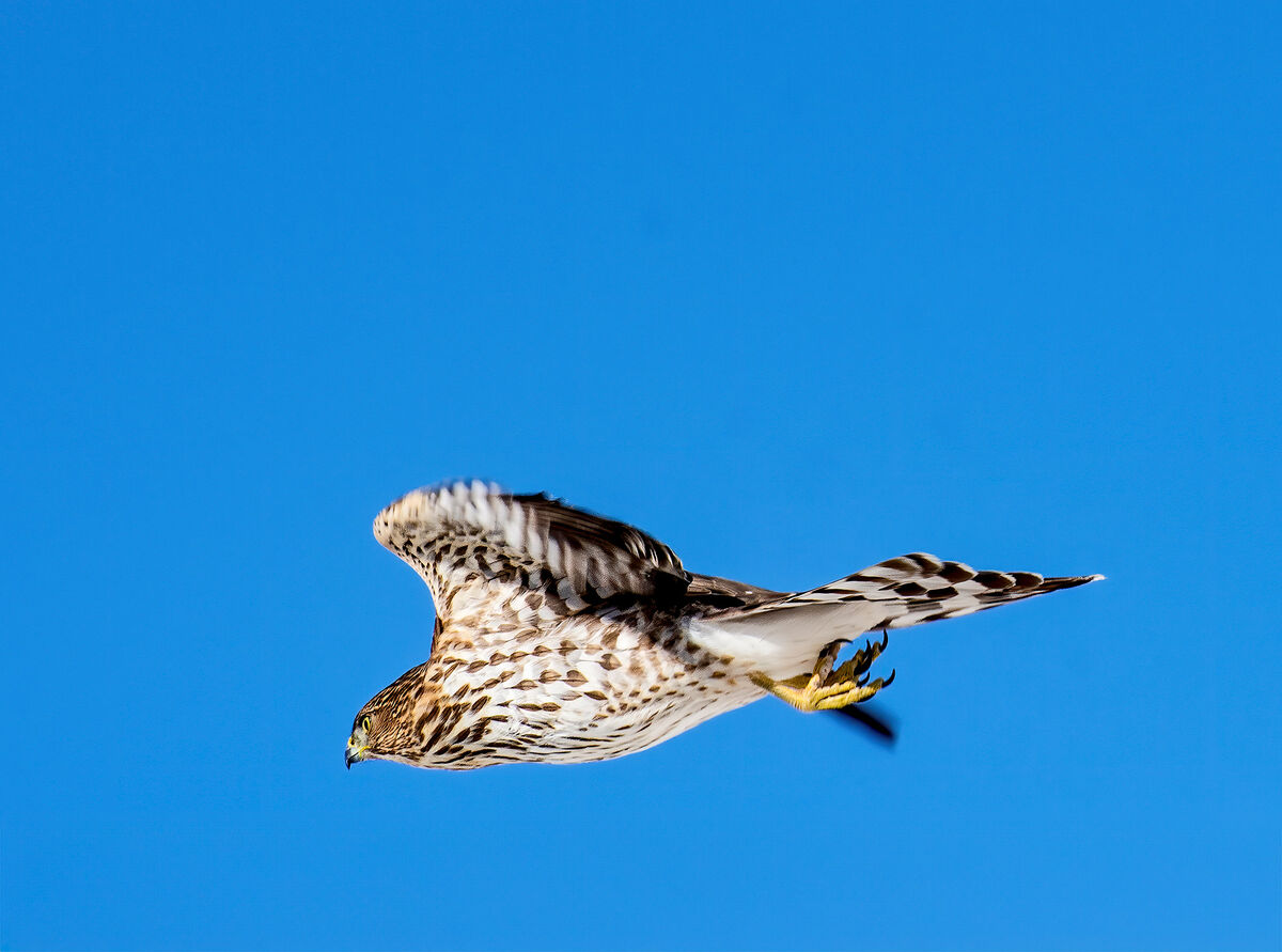 Cooper's Hawk: Going by...