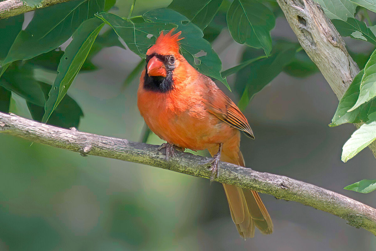 Cardinal: I came across this beautiful male Cardinal this week. Luckily ...