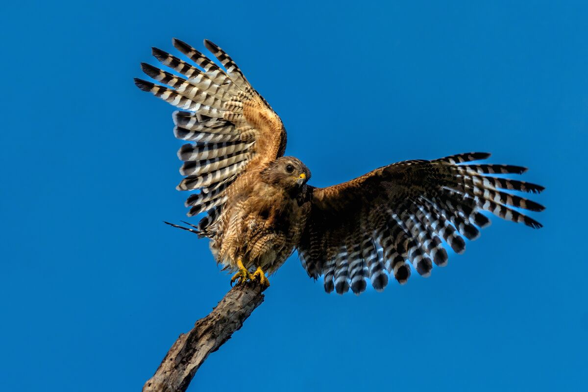 Wing Spread.. One of the juvenile Hawks born on my property, right by ...