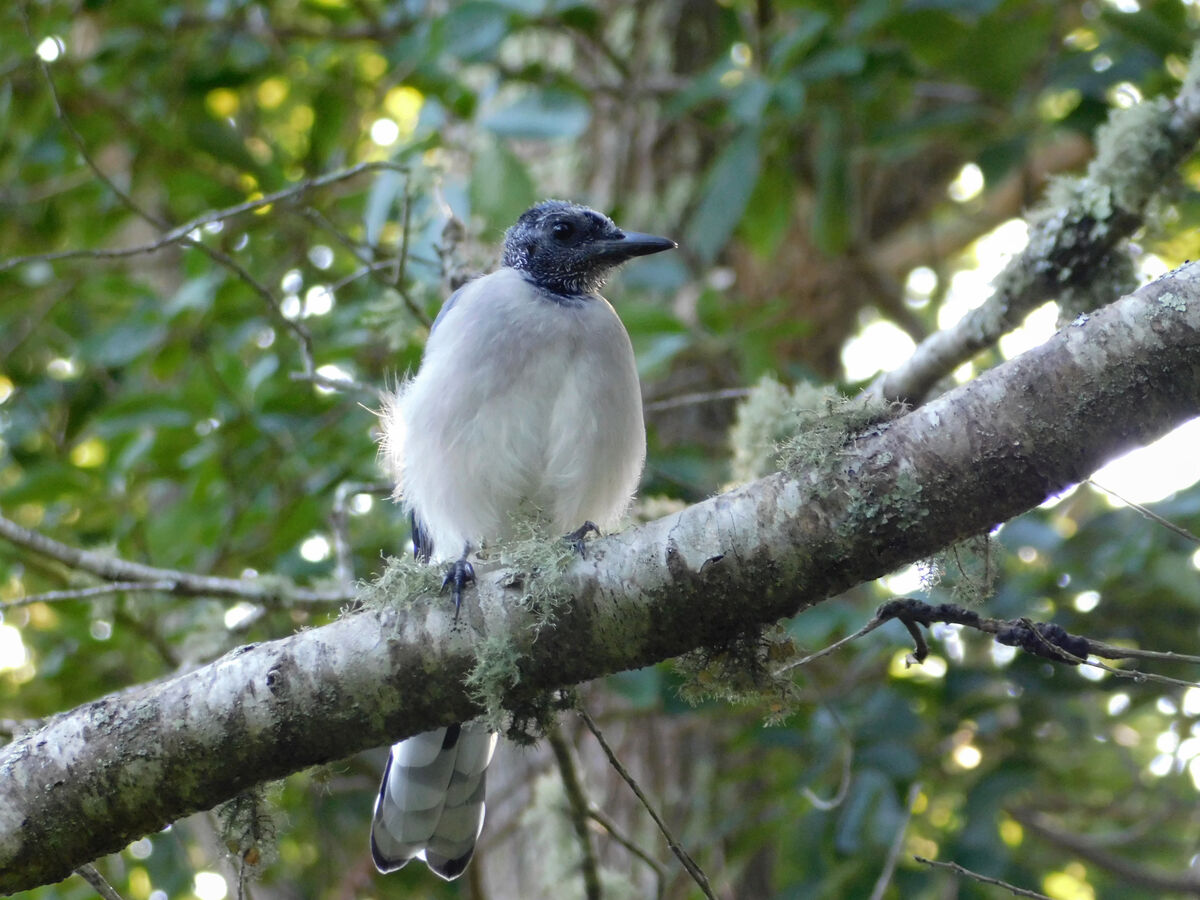 I'm Molting! After seeing a couple of molting bird posts I thought I ...