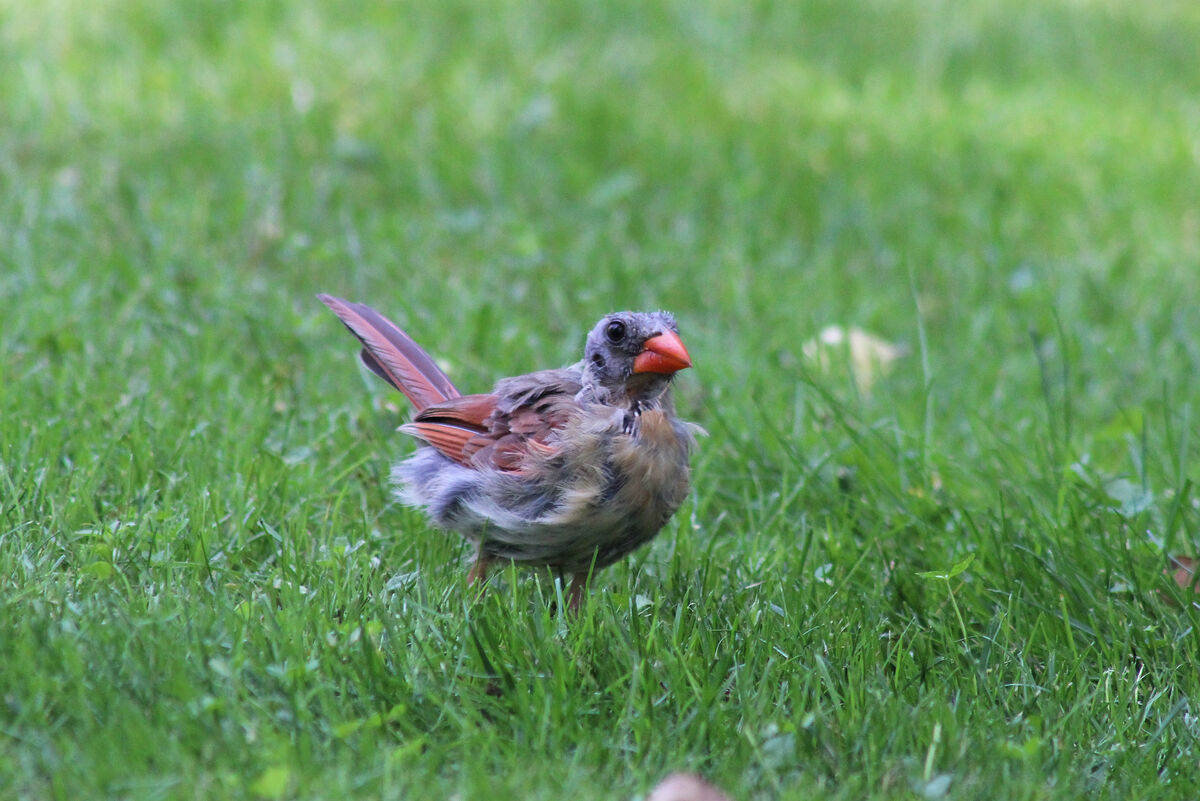 I'm Molting! After seeing a couple of molting bird posts I thought I ...