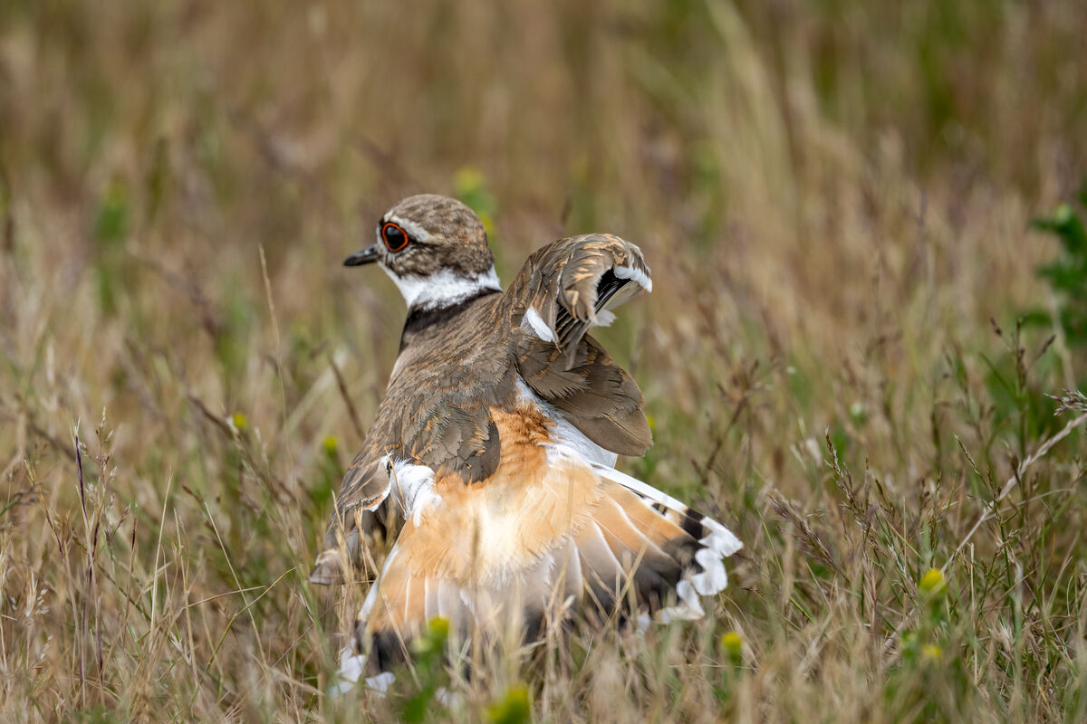 Cuteness Overload! Killdeer Babies! Belfair StatePark 6-17-2024 ...