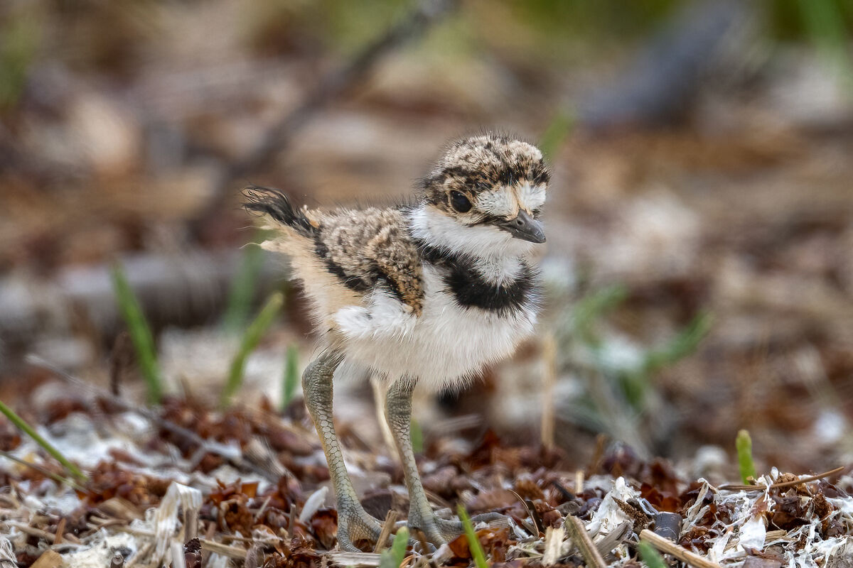 Cuteness Overload! Killdeer Babies! Belfair StatePark 6-17-2024 ...