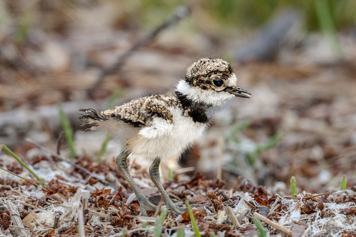 Cuteness Overload! Killdeer Babies! Belfair StatePark 6-17-2024 ...