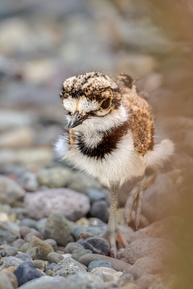 Cuteness Overload! Killdeer Babies! Belfair StatePark 6-17-2024 ...