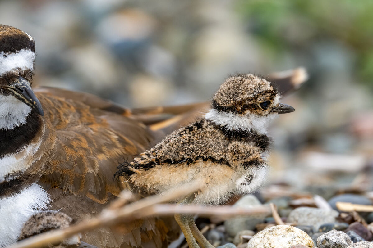 Cuteness Overload! Killdeer Babies! Belfair StatePark 6-17-2024 ...