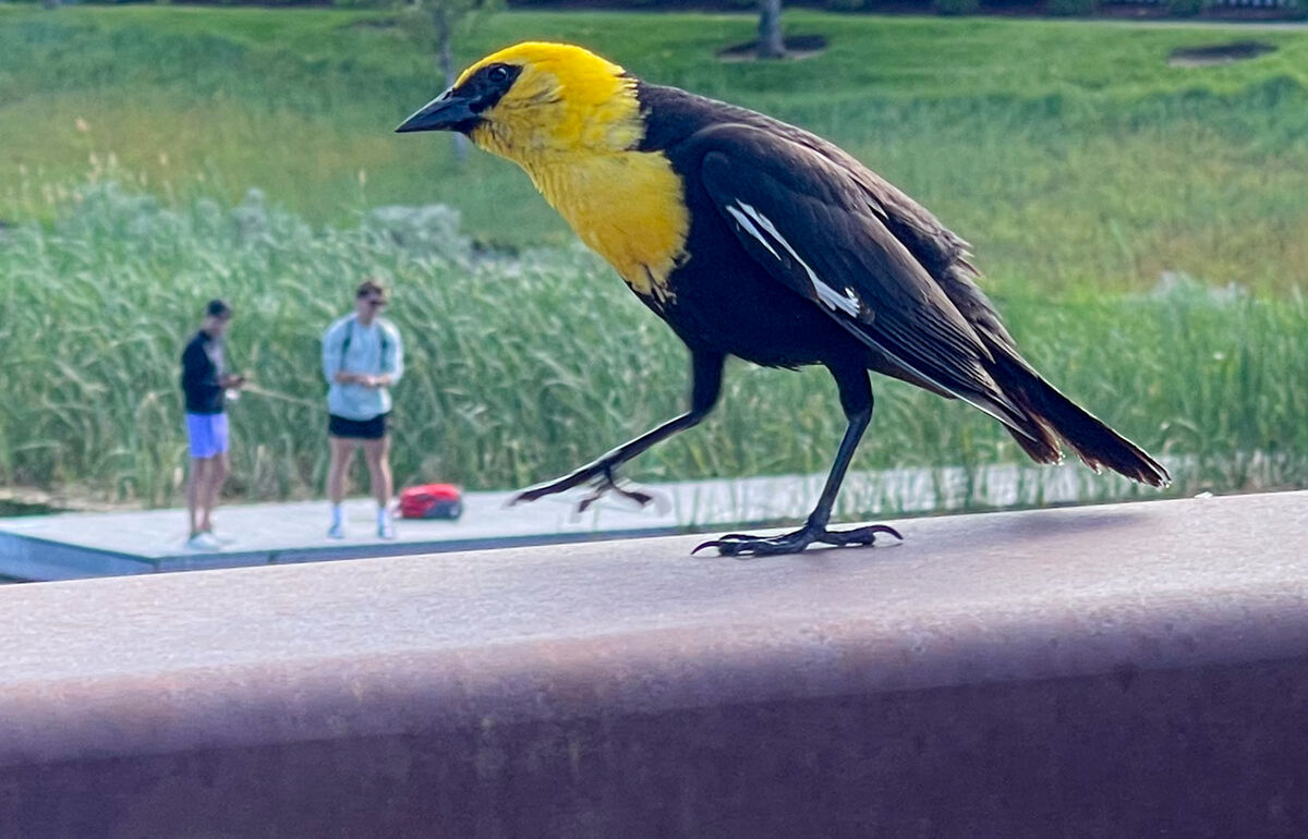Birds on the rehab walks: In addition to the neighbors' flowers that I ...