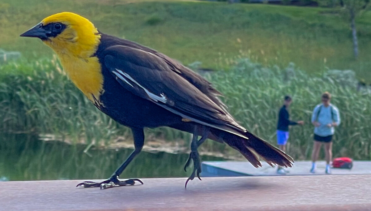 Birds on the rehab walks: In addition to the neighbors' flowers that I ...