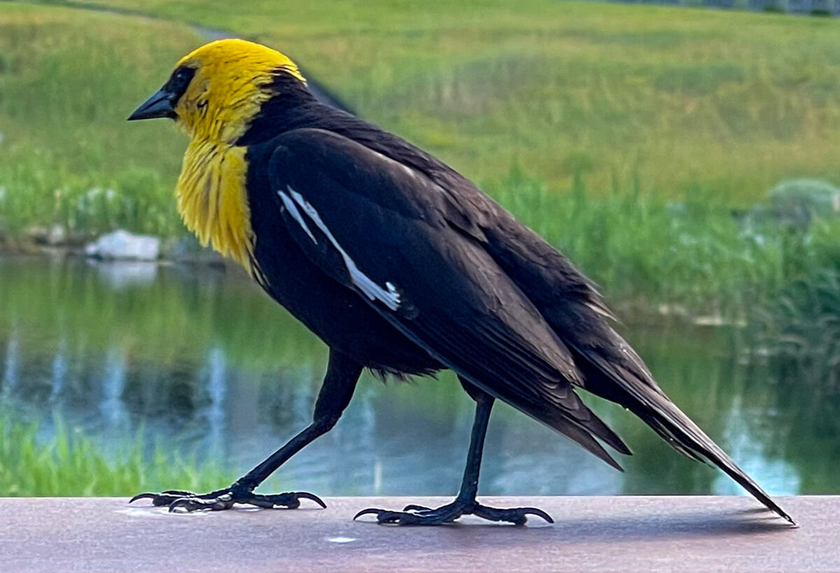 Birds on the rehab walks: In addition to the neighbors' flowers that I ...
