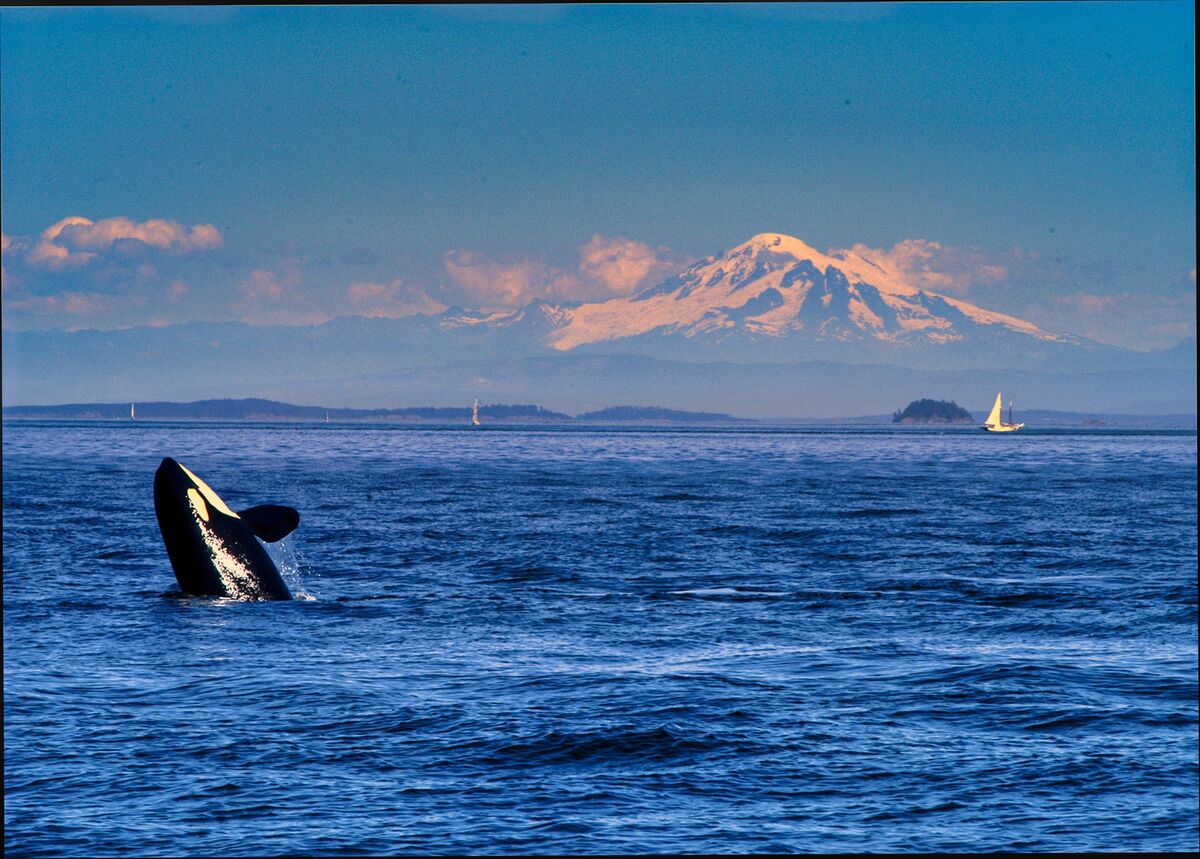 Orca shot in 2007: This is sent in conjunction with discussion about ...