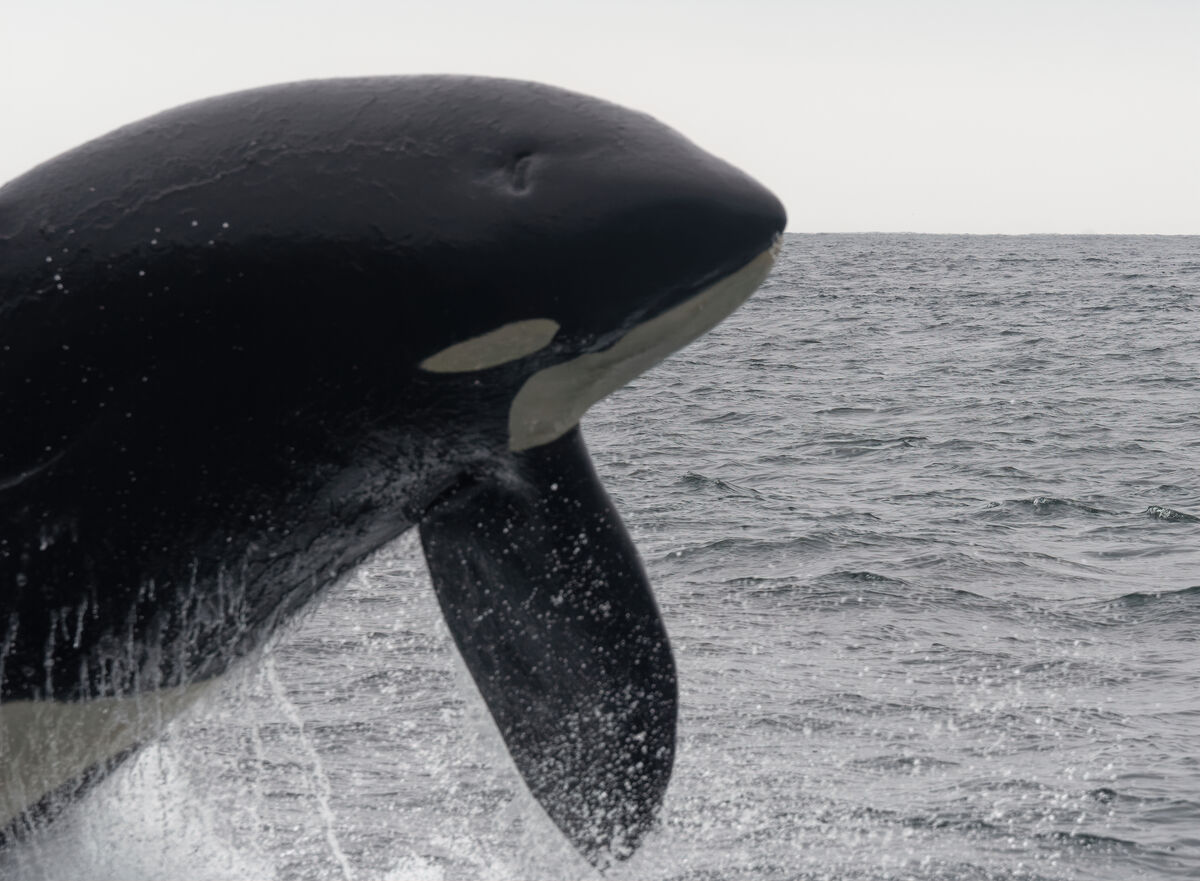 Orca shot in 2007: This is sent in conjunction with discussion about ...