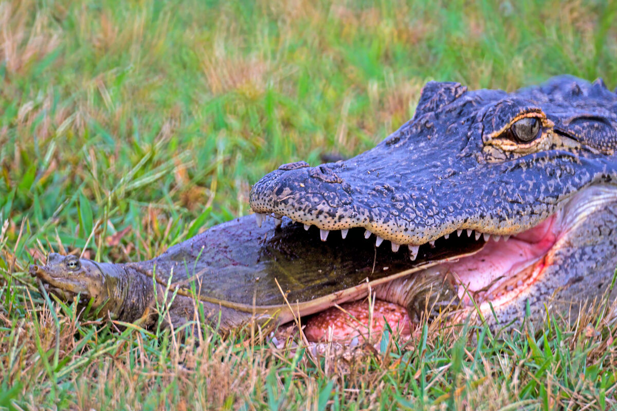 Pics to share: A gator with a meal; Univ of Tampa baseball at night; a ...
