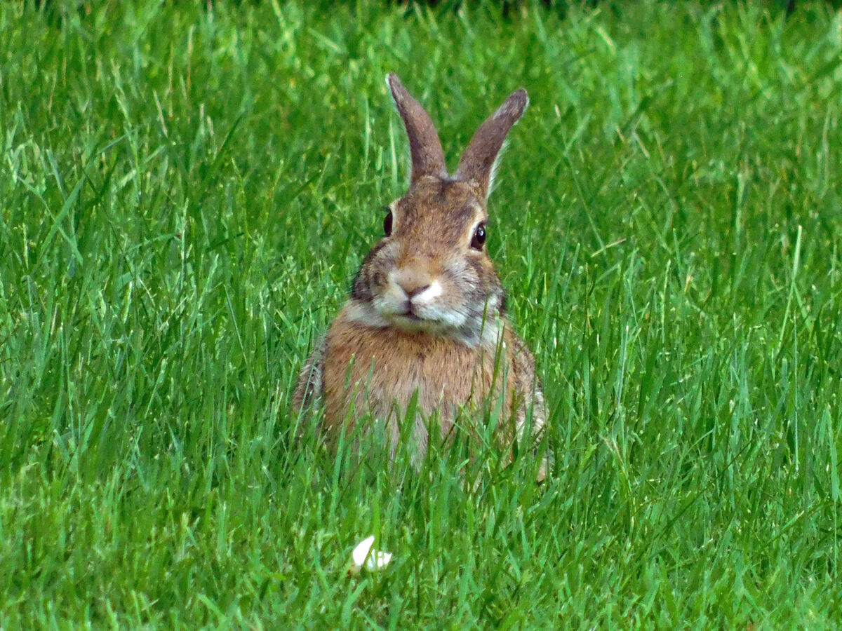 Cute Animal Poses: A few more animal shots from the yard this week.
