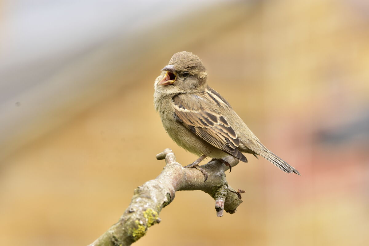 O solo mio: Female Sparrow in full chirp.