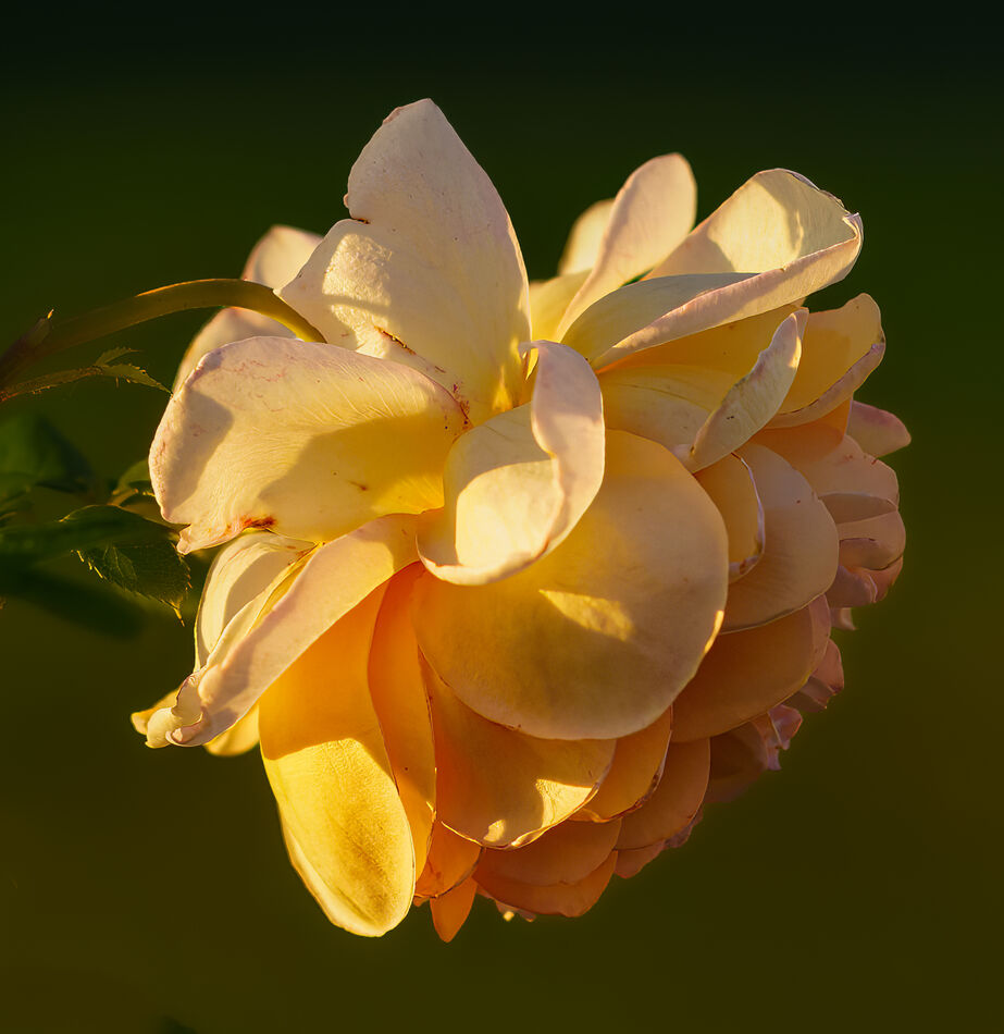 Even more roses: Late spring is beginning to take its toll on our roses ...