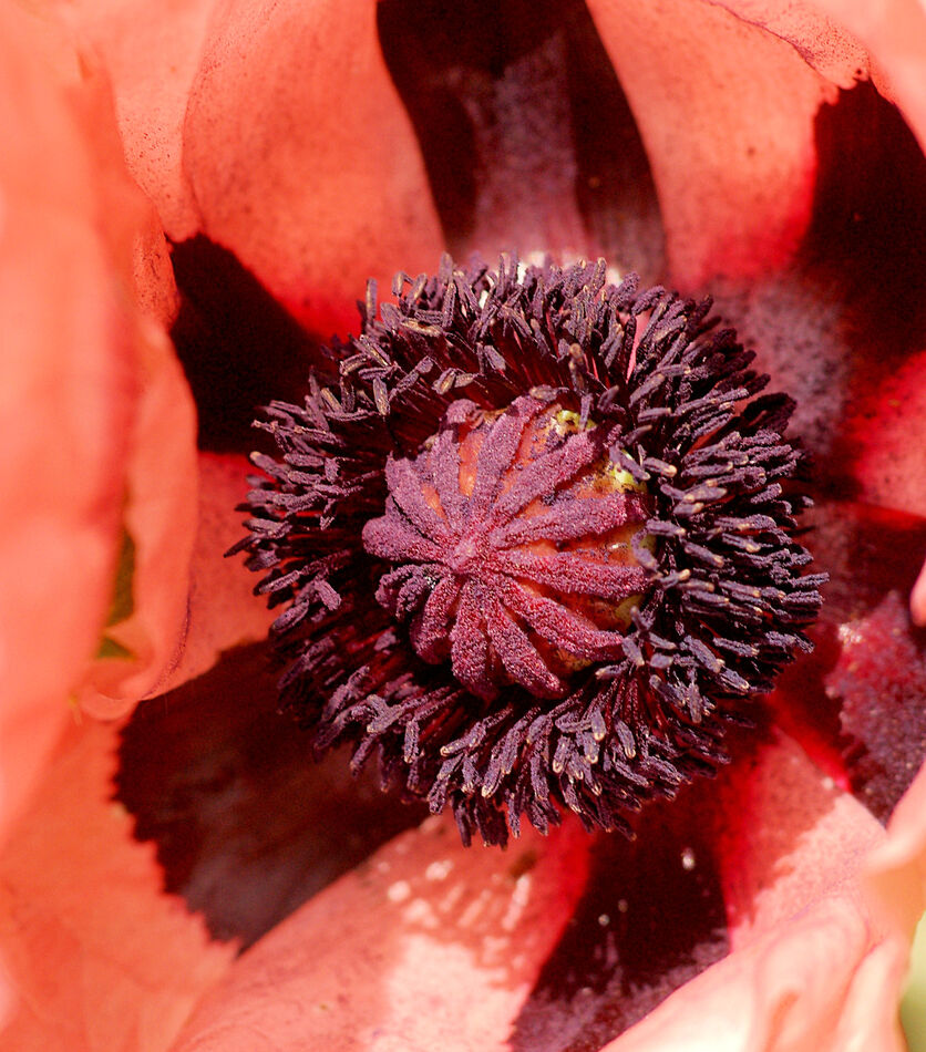 Poppy: I love them, especially the seeds in bread 🤓🤓🤓...