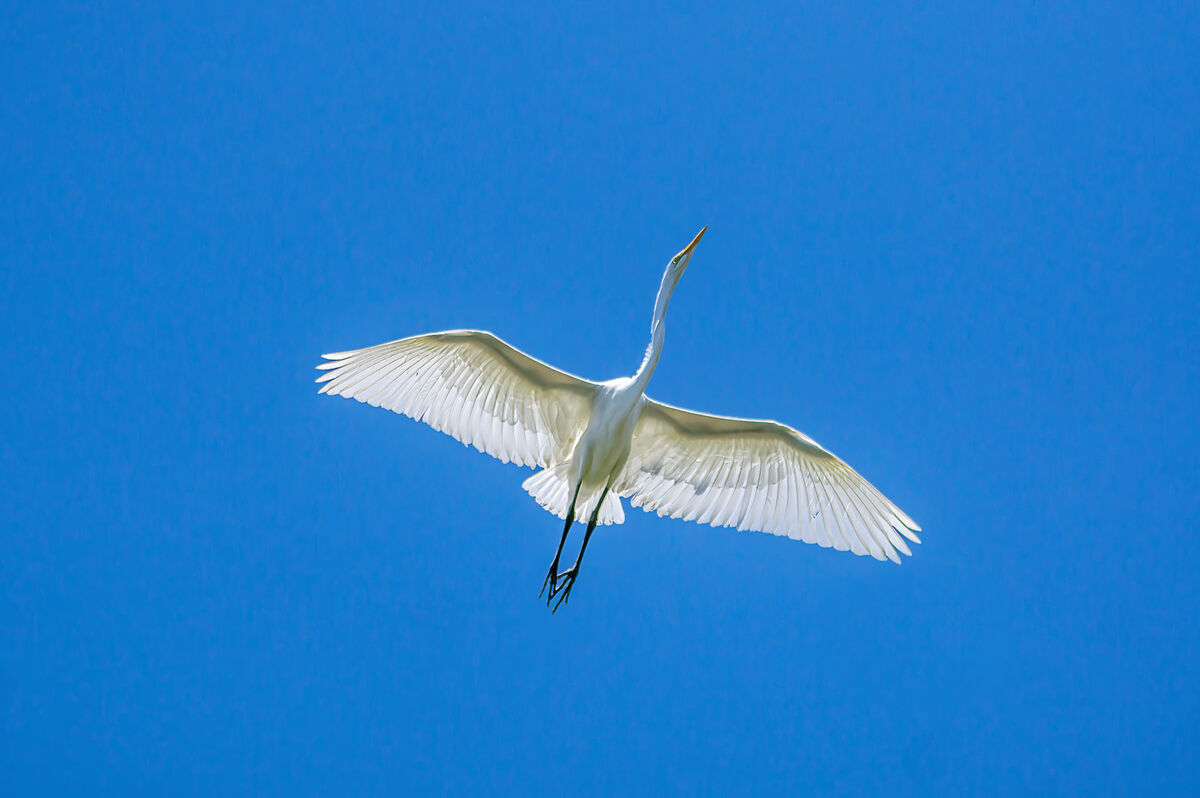 Egret,Flying: Colour or B&W. I am looking for a few in B&W, but I can't ...