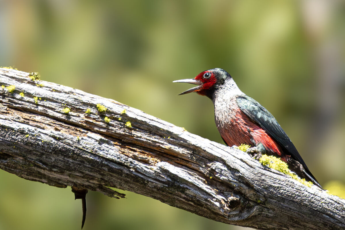 Lewis's Woodpecker: Captured this handsome creature next to the ...