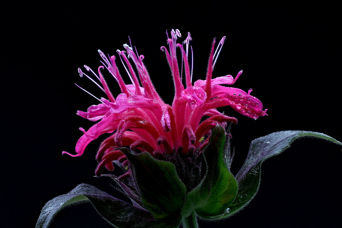 Stacked Macro Bee Balm: Stacked using the WeMacro Focus Rail and Zerene ...