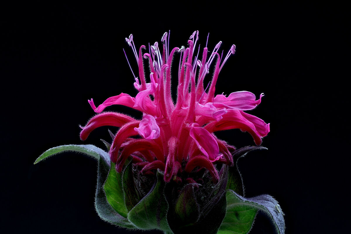 Stacked Macro Bee Balm: Stacked using the WeMacro Focus Rail and Zerene ...