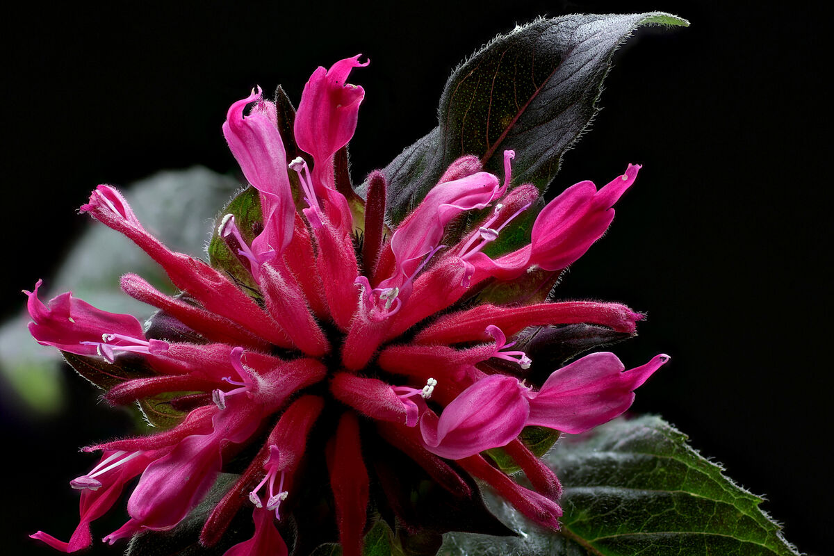 Stacked Macro Bee Balm: Stacked using the WeMacro Focus Rail and Zerene ...