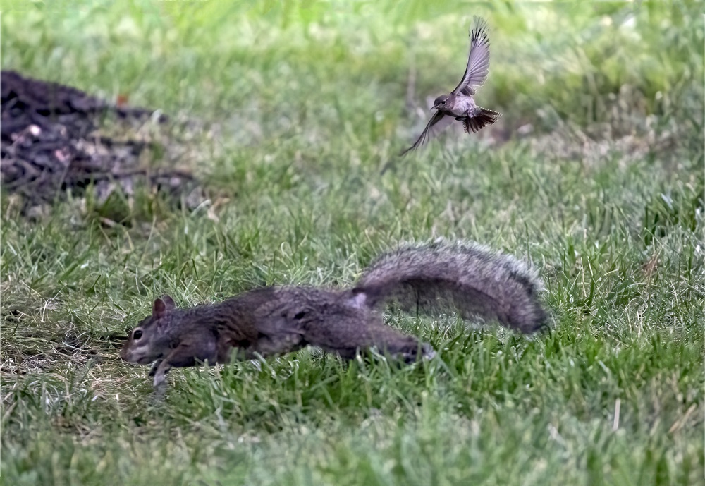 Combat Against Squirrels by House Wrens: There are a couple of House ...