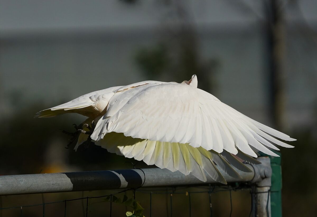 Corella: Corella in my vegetable garden eating peas...