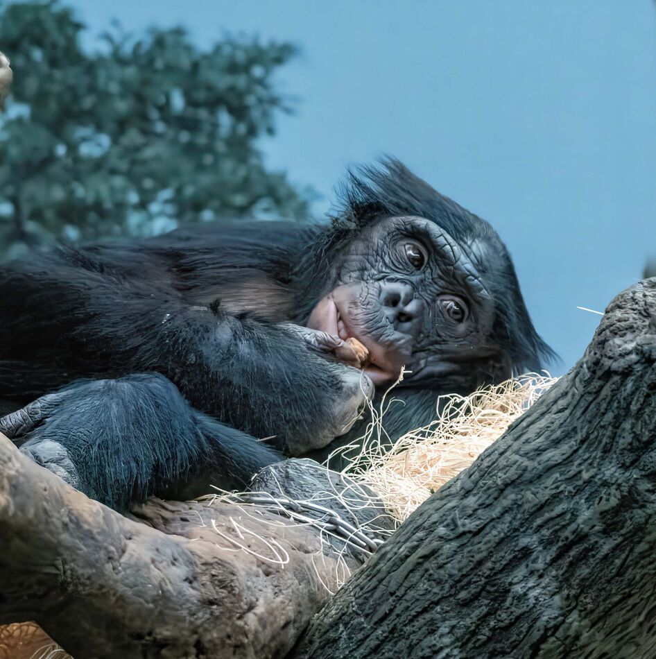 Noshing chimp: Taken at the Cincinnati zoo.