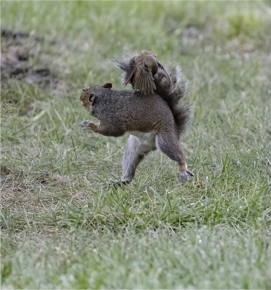 Combat Against Squirrels by House Wrens: There are a couple of House ...