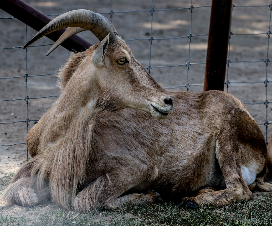 Juvenile Argyle Goat: Big Joel's Safari. Wright City, MO Canon 1DX3 ...