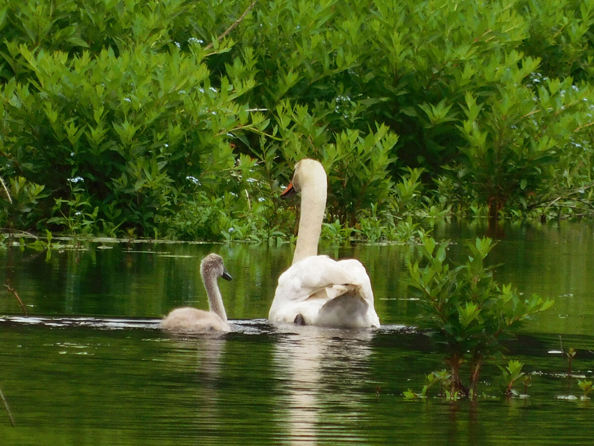 Update to my We Might See a New Swan Family post: In late May, at the ...