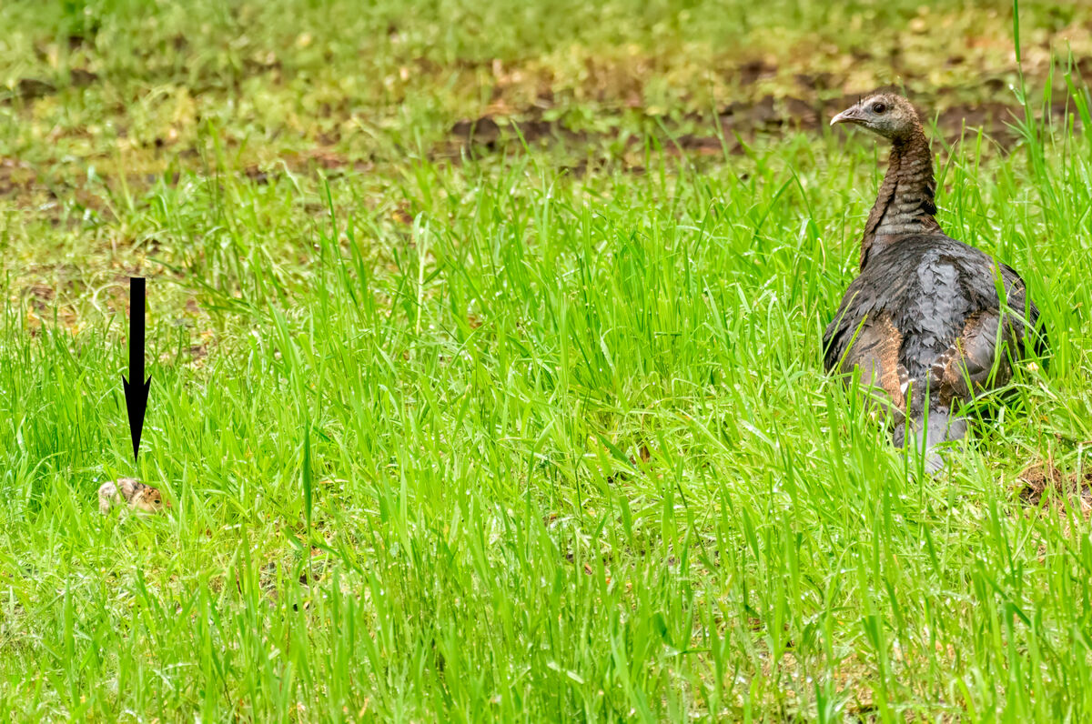 Turkey, babies and a deer: Got to watch this momma turkey bring her ...
