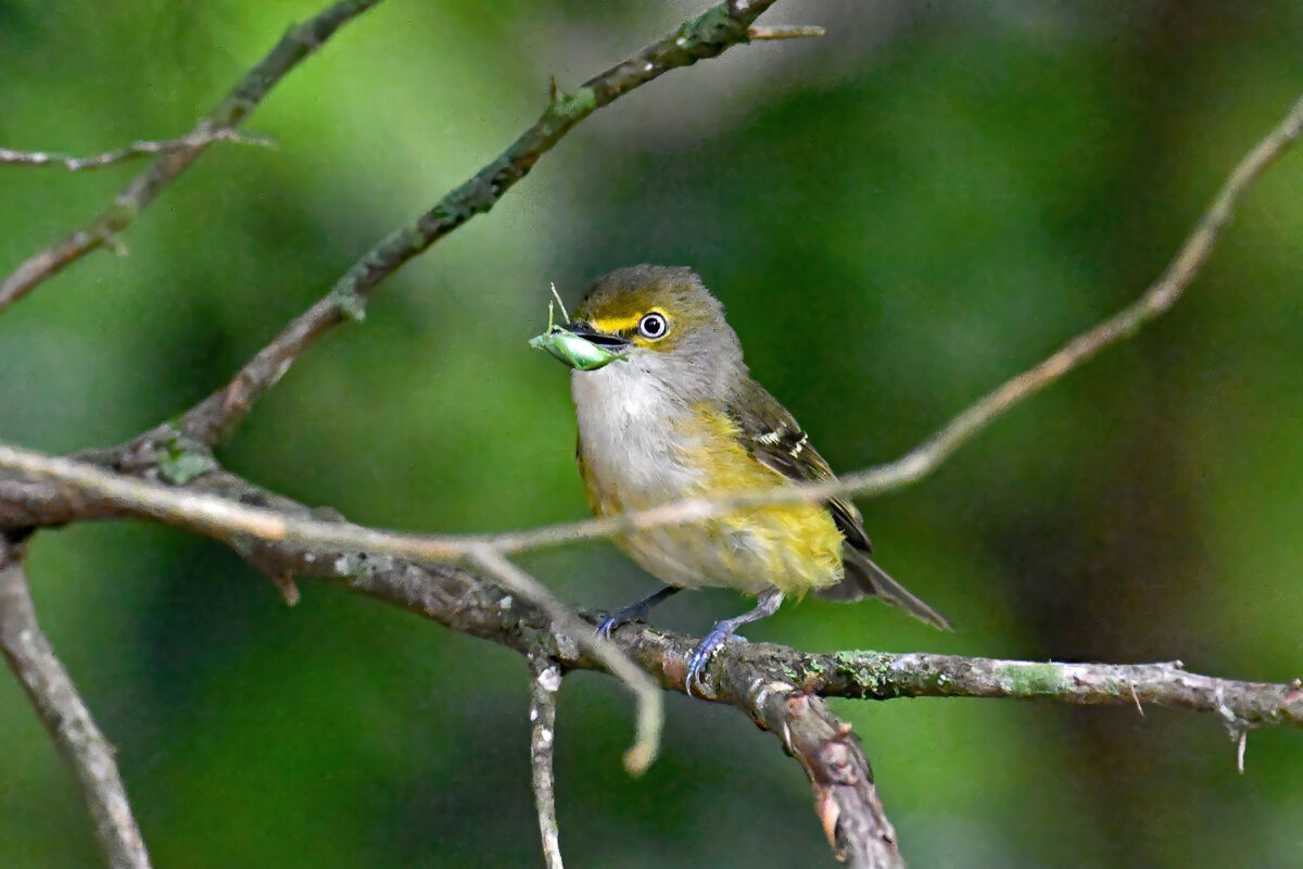 White- and red-eyed vireo: Bynum bridge, Pittsboro, NC. Late May, 2024 ...