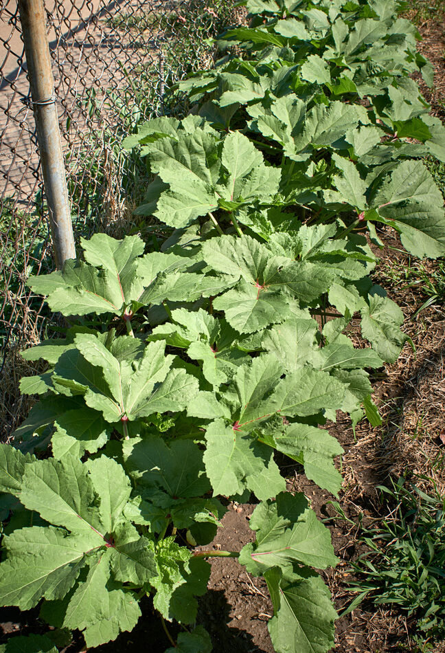 Snapshots in the Gardens w/new Lens: Really enjoying my new thrift-shop ...